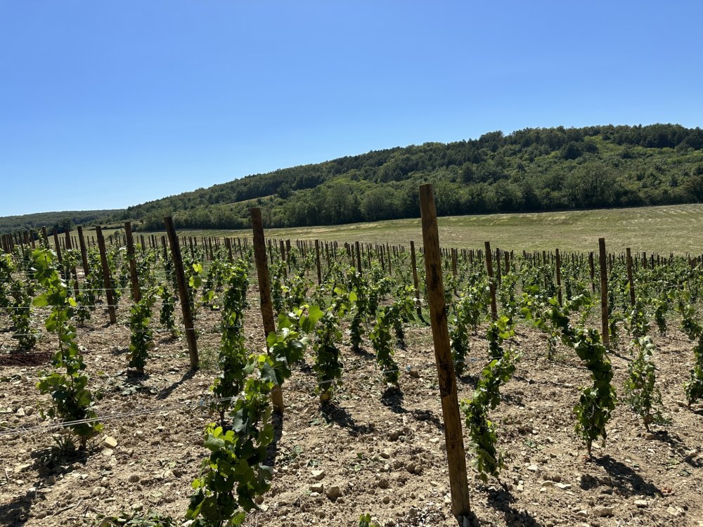 Restaurant et bar à vin à Laives - Les Vignes d'Hortense